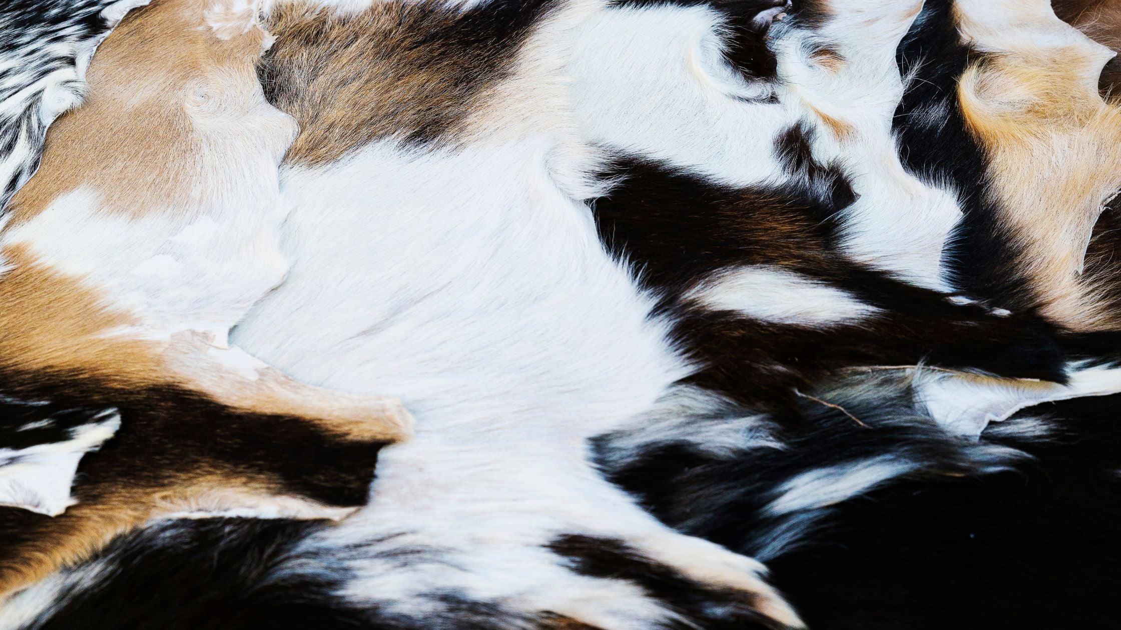 What Are the Main Characteristics of Goat skin Leather? – Leather Hub